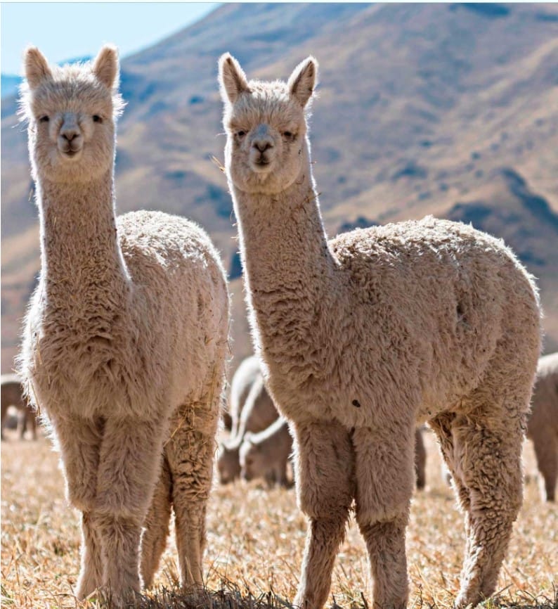 Where does Knit Picks alpaca fiber come from? - The Knit Picks Staff ...